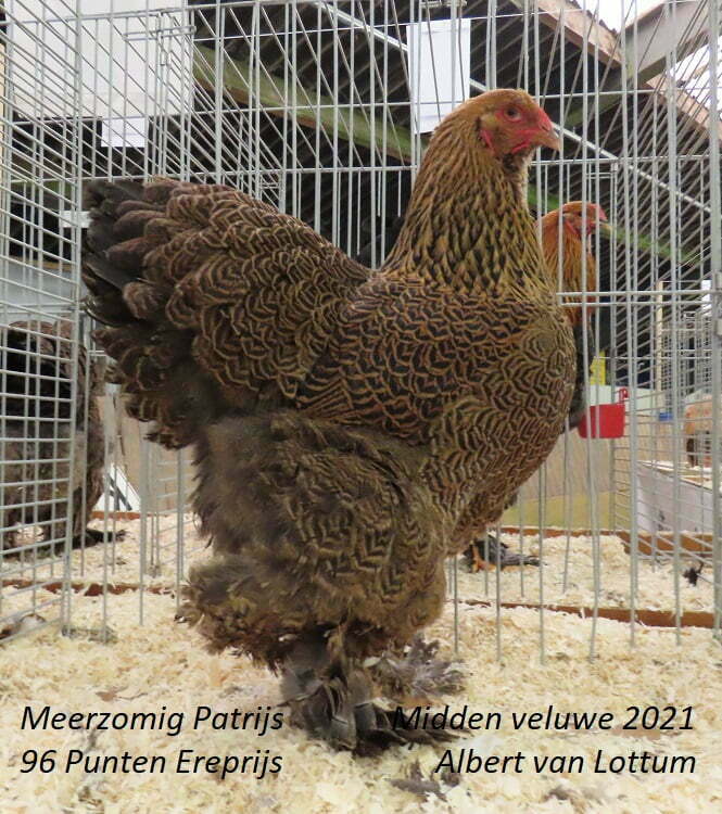 Meerzomig Patrijs - Brahma Club Nederland